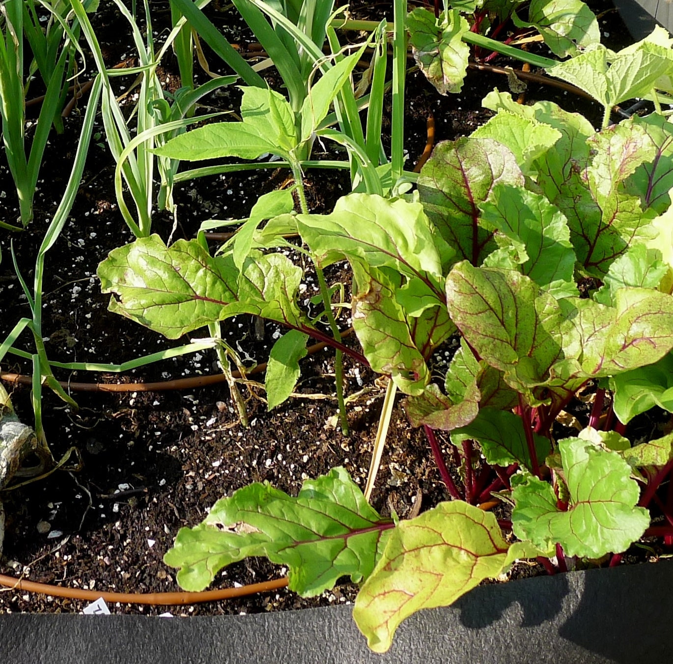 Extend the Smart Pot Season