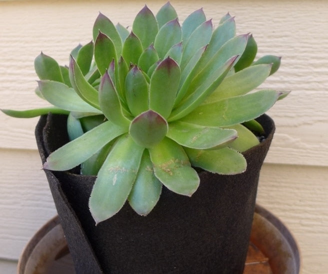 How to Use Smart Pot Transplanters