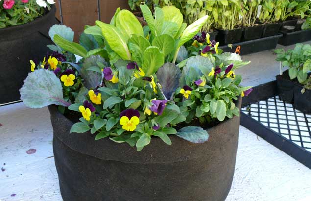 Portable Plants – Smart Pot